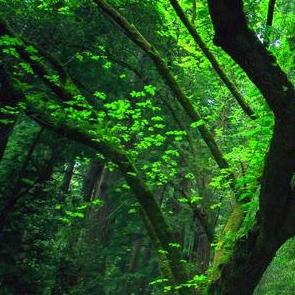 Ik Ivanov Ivan Github