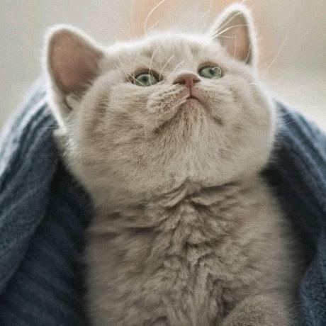 Chenyufei Code Github