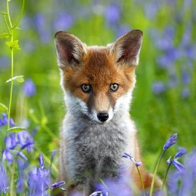 Prime Fox 2020 Github