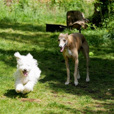 Devjabber Ritesh Github