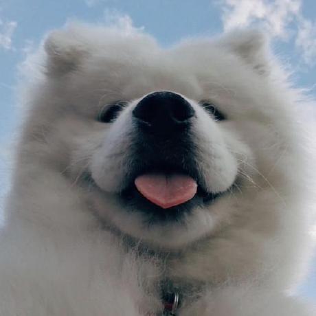 1812864 Trung Github