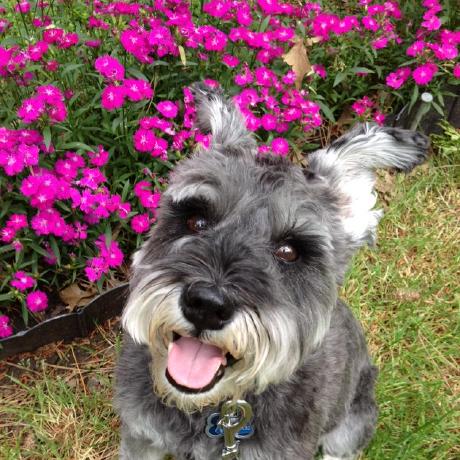 Aaronborn Aaron Github