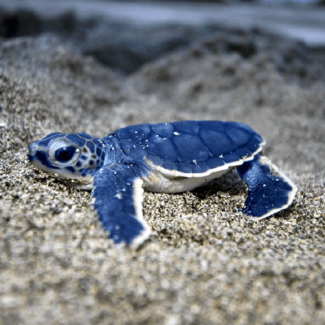 Releases Ambiennt Java1 7animations Github