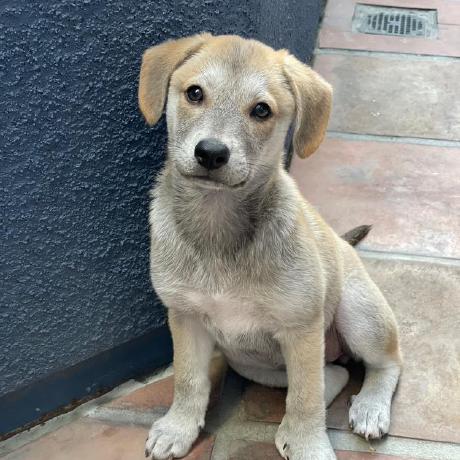 Imvan2 Van Tu Github