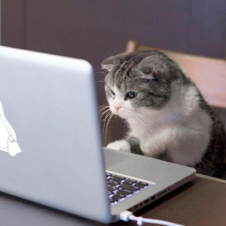 Syauqialzaa Alza Syauqi Github