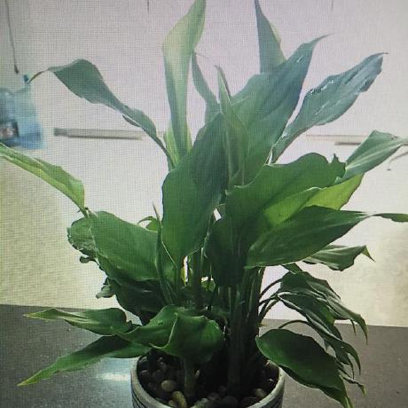 Lemon Tree007 Github