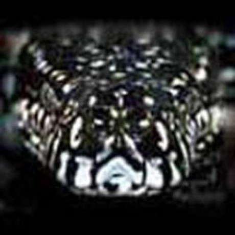 Pythonofjungle Python Of Jungle Github