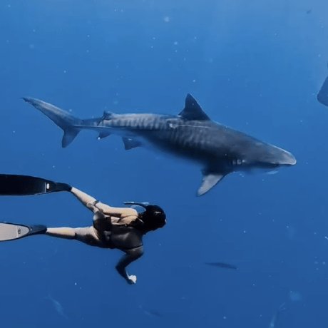 Nicolekirk Nicole Kirk Github