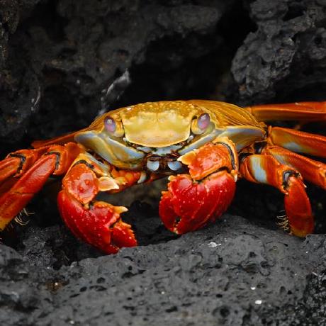 Github Ryancdotorg Brainflayer A Proof Of Concept Cracker For