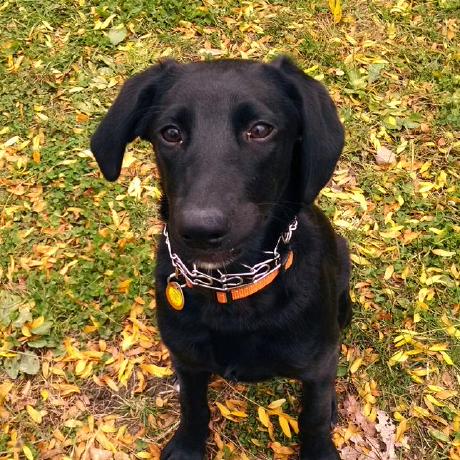 Seidelj Joe Seidel Github