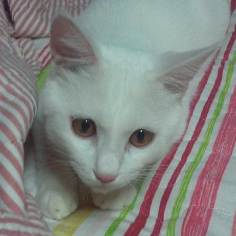 Yeonseok Choi Github