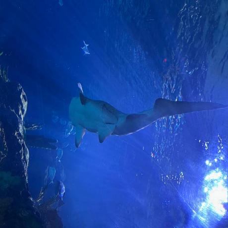 Ivanshere Ivan Github