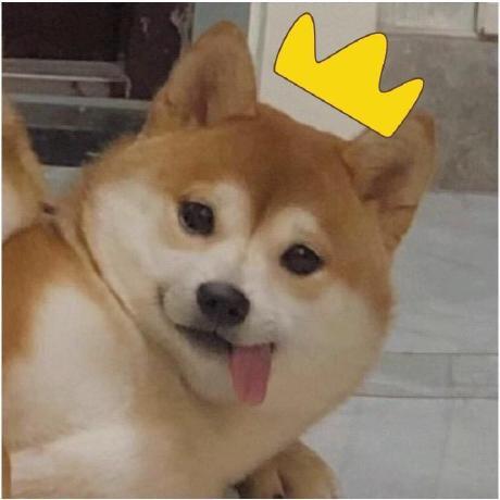 Pipitianer Xiaotian Wang Github