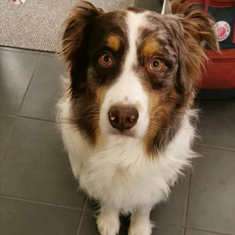 Oscarmedc Oscar Github