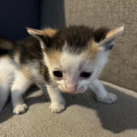 Gustasvs Gustavs J膩kobsons 路 Github