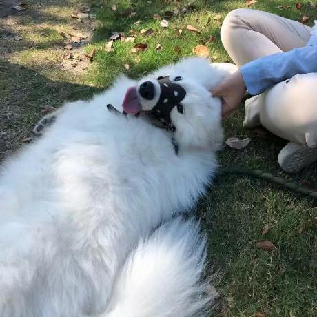 Selenazhou Selena Github