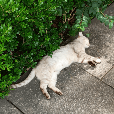 Akrinw Akarin Github