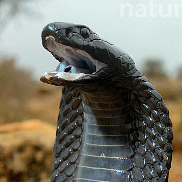 Njambe Nathan Jambe Github