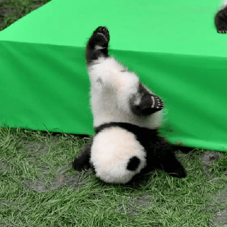 Centwu Vincent Gunawan Github