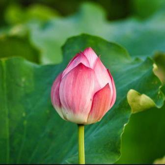 3301085375 Guowen Github