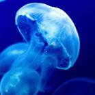 Wilburcoding Wilbur Wei Github