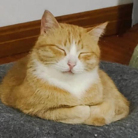 Celeste0922 Celeste Github