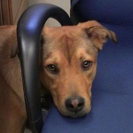 Davemcorwin David Corwin Github