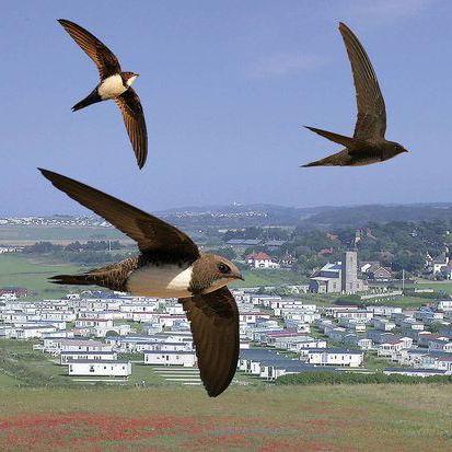 Binary101010011 Agam Github