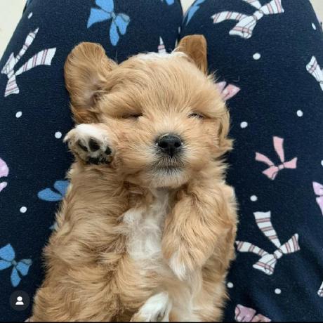 Dus5079 Yeonju Github