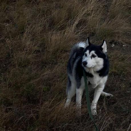 Node Value Nikita Vladimirov Github