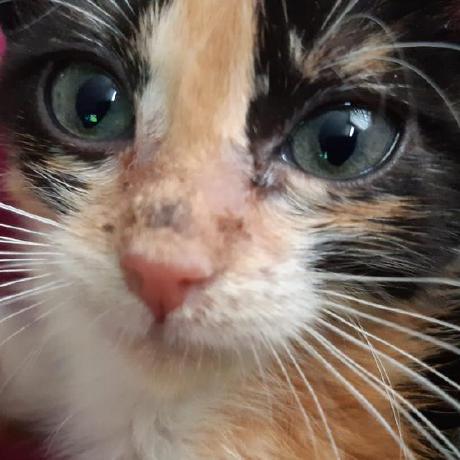 Walter2501 Walter Github