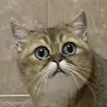 Anananan116 Zihan Liu Github