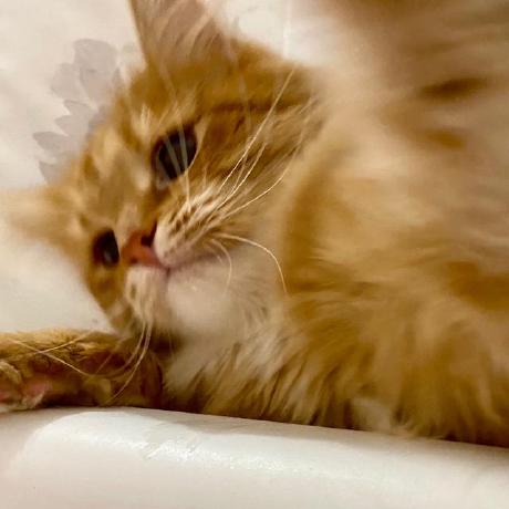 Easy Why Not Easy Why Not Github