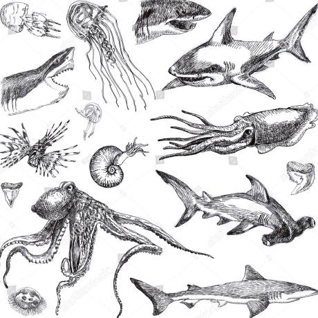 Marinedev Marine Github - Space Picture Collection - Ultra HD Quality