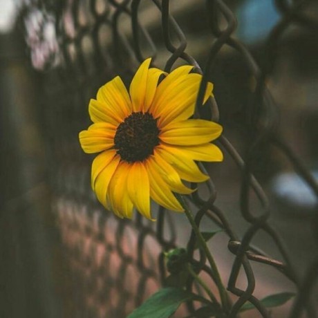 React Tag Cloud Examples Codesandbox