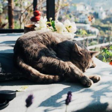 Sardonyx Sard Sardonyx Github