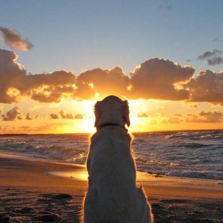 Jinbo W Jinbo Wang Github