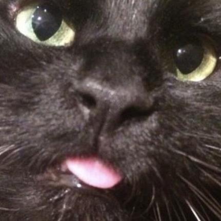 Frederoxdev Freddie Github