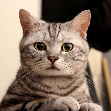 Rye Dev Rye Github - Premium Geometric Photo Gallery - Ultra HD