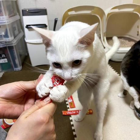 Kashi J Kashiwagi Github