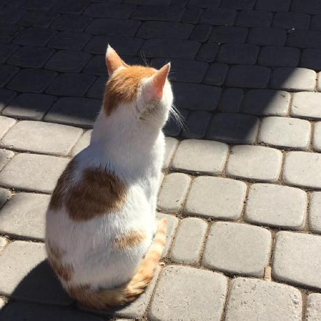 Siyuanli Sven Notblack Notcrow Github