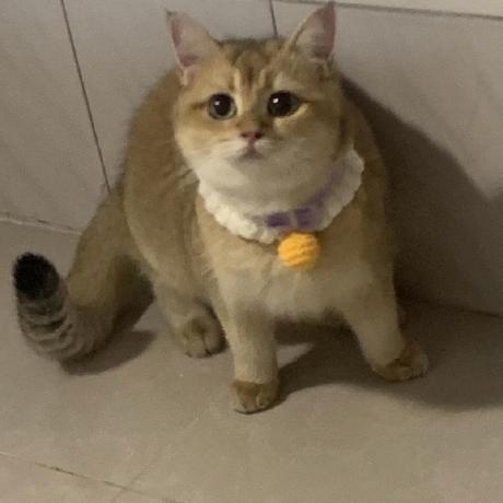 Allenpai1 Haijin Li Github