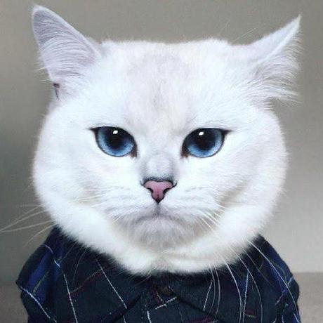 Tusvel Alex Lev Github