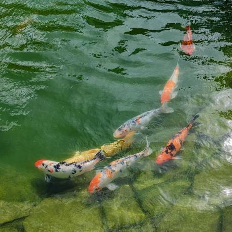 Shaolab Github - Sunset Art Collection - Desktop Quality