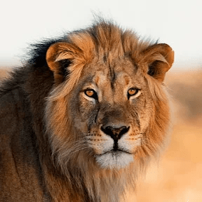 Ps Developers Ps Developer S Github