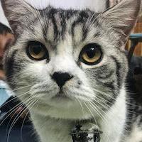 Lam Dm Do Minh Lam Github