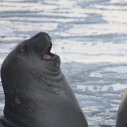 The Dave Dave Github