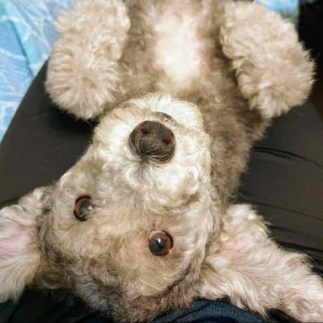 Billc Dev Bill Cheng Github