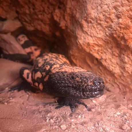 Jocelynstalker Jocelyn Github