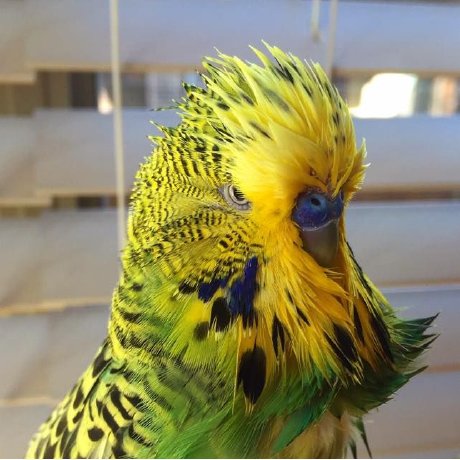 Birbyeah Birb Github - Premium Colorful Art Gallery - HD